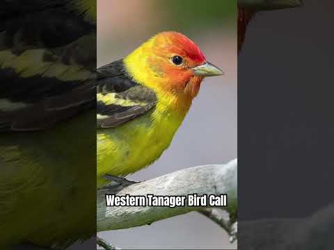 Bird sounds 1: western tanager