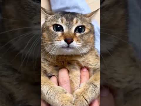 1000 yard stare cat #memes