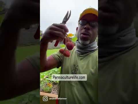 How to harvest and prune lychee in one step