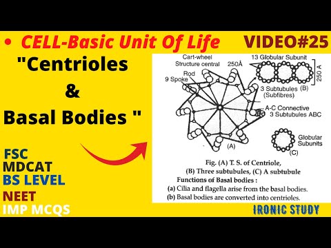 Centrioles and Basal bodies-Differ & Structure.in Hindi/Urdu-FSC,MDCAT,EETA,NEET.#cell @Ironic Study