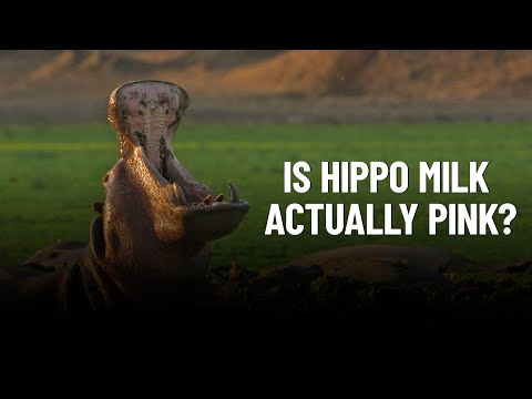 The Fascinating Truth About Hippo Milk Colour!