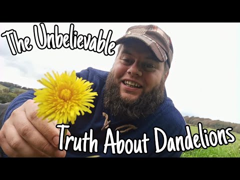 The Unbelievable Truth About Dandelions!