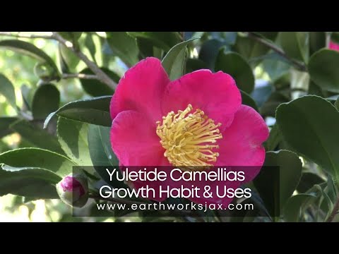 Yuletide Camellias in Jacksonville