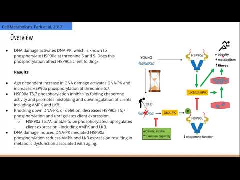 DNA-PK Promotes Metabolic Decline Through HSP90 Phosphorylation