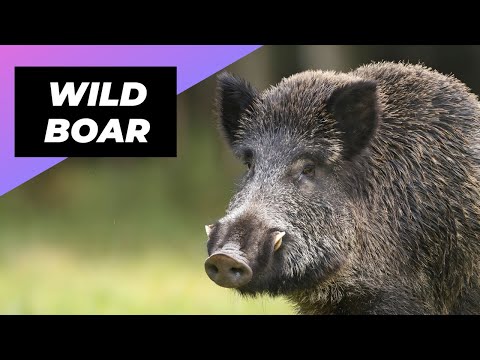 Wild Boar ๐ The Ferocious Beast Of The Forest!