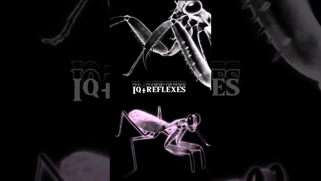 Grey runner mantis vs Swift tree mantis (monster bug wars fights)