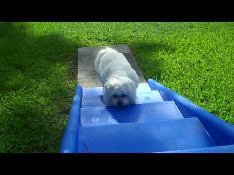 Four paws up on the new Puppy Playground equipment!!!