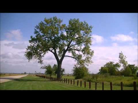 Manitoba Heritage Tree | ReadReidRead