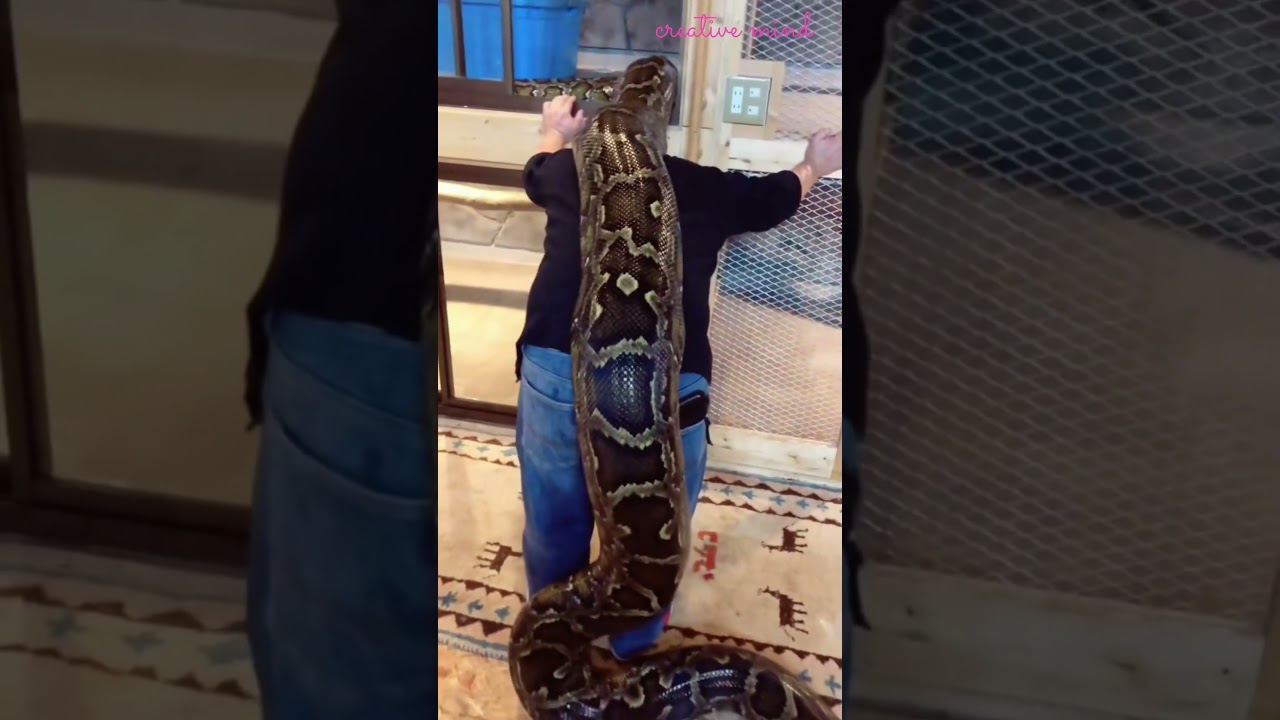 awesome rock python | giant python | #python #shorts #short #video #snake