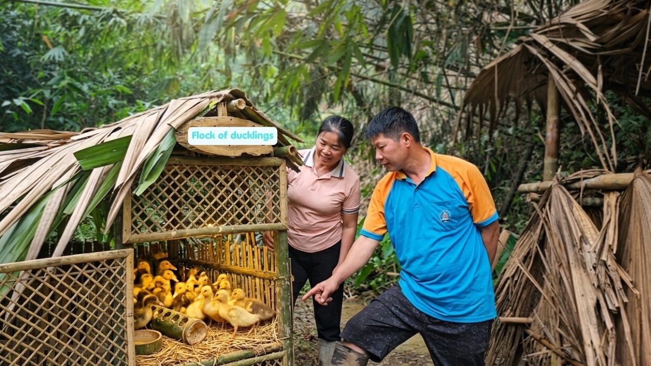 Living in the forest, Mr. Ha and his wife built a cage for their ducklings - A new beginning