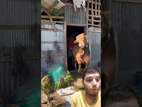 Qurbani 25 #qurbani #guru #2424 #viralvideo