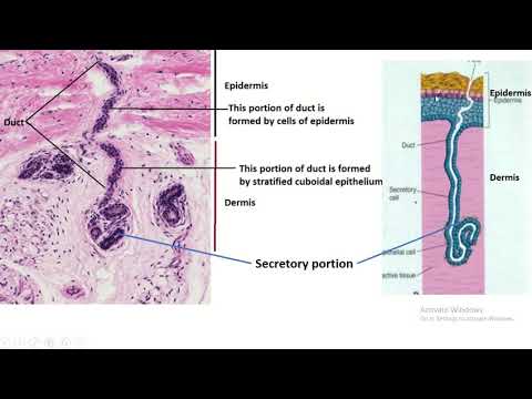 Eccrine sweat gland : part, distribution, functions & histological features