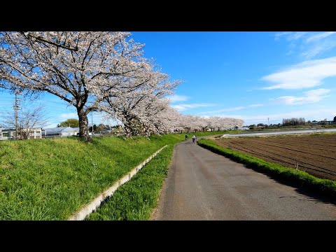 Japanese cherry blossom drawing countryside village in Nanasato park Saitama | Japan Walk