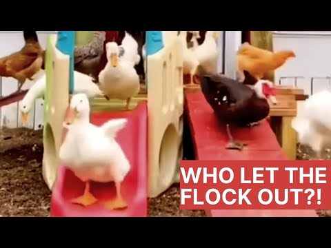 Who let the flock out?!