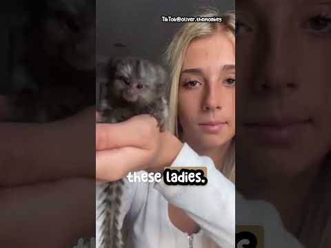 Exploring the World's Tiniest Marmoset Monkeys