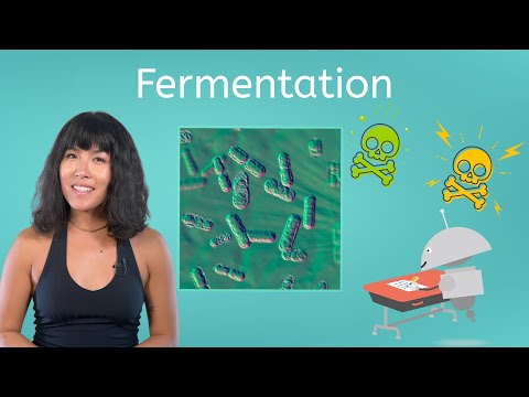 Fermentation - Energy Without Oxygen