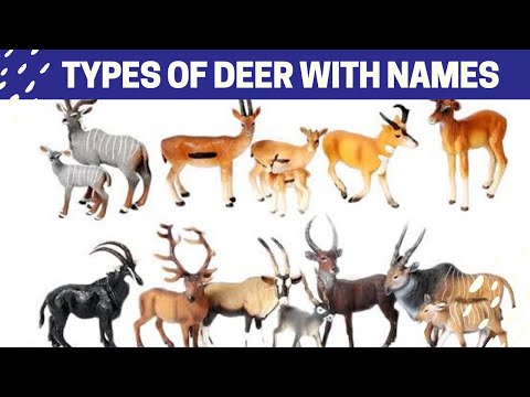 Types Of Deers With Names || Top 11 Species Of Deer in the World || HY-Animals World.1