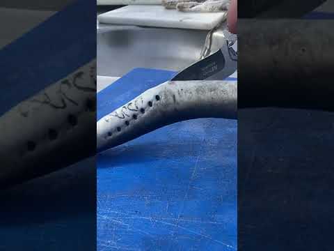 Lamprey Fish: the vampire eel