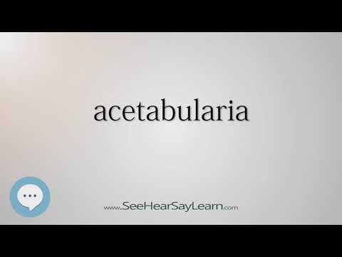 acetabularia (Every English Word Pronounced) 📕🔊🗣️😎✅