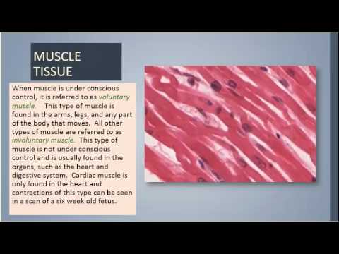 Medical Terminology Lesson 9