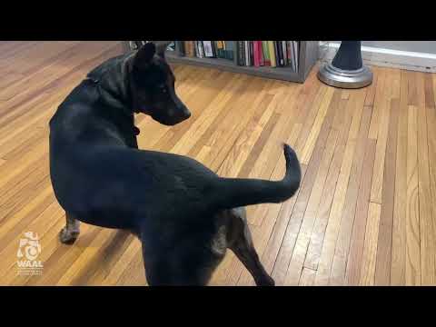 Banx-Australian Cattle Dog Puppy Chases Tail