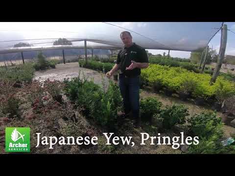 Pringles Japanese Yew - Archer Services