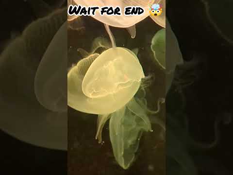 Wait for end 🤯