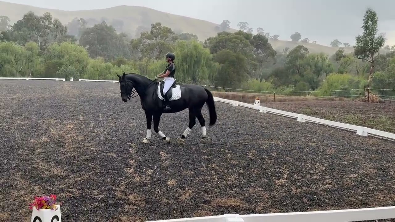 OnCentreLine dressage. March competition. J Silvers. Don Lui. Medium 4.3. 