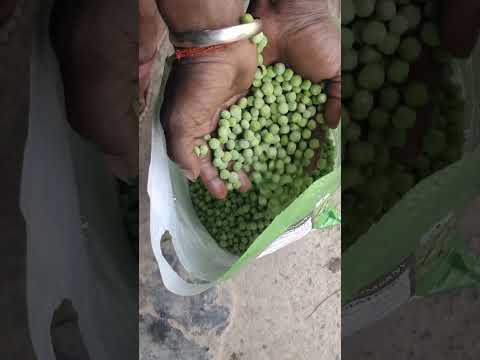 Frozen Peas - Wholesale Price & Mandi Rate for Frozen Peas in India