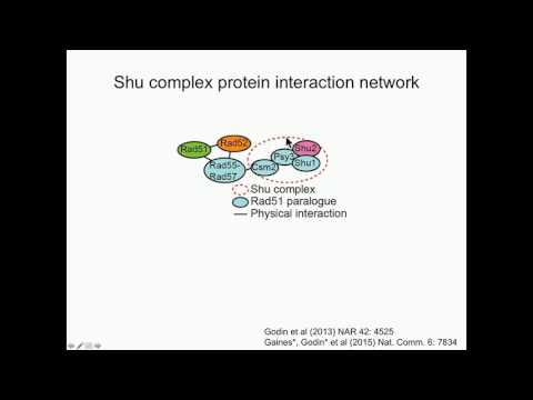 K Bernstein: The Shu complex and the Rad51 paralogs in Rad51 presynaptic assembly.