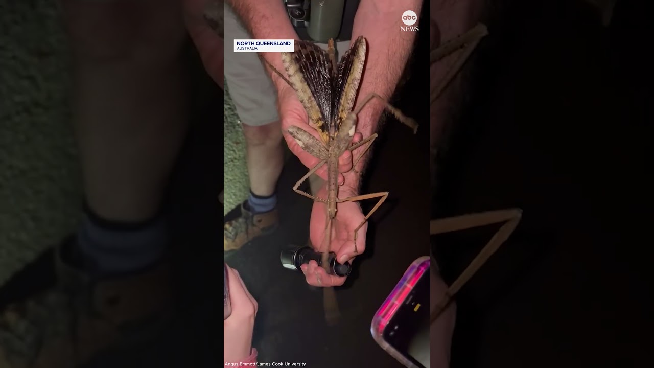 Supersize stick insect discovered in Australia
