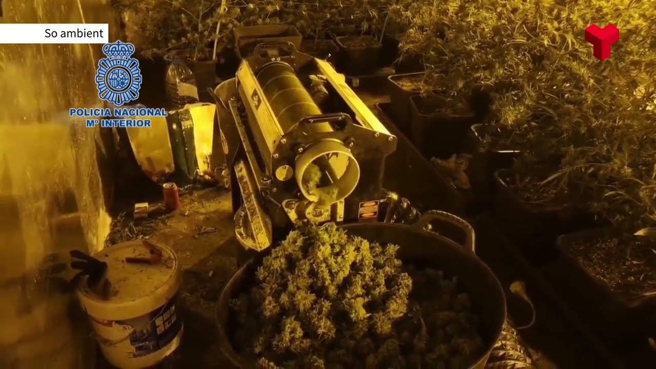 Cinc detinguts pel decomís d'una plantació de marihuana al Segle XX