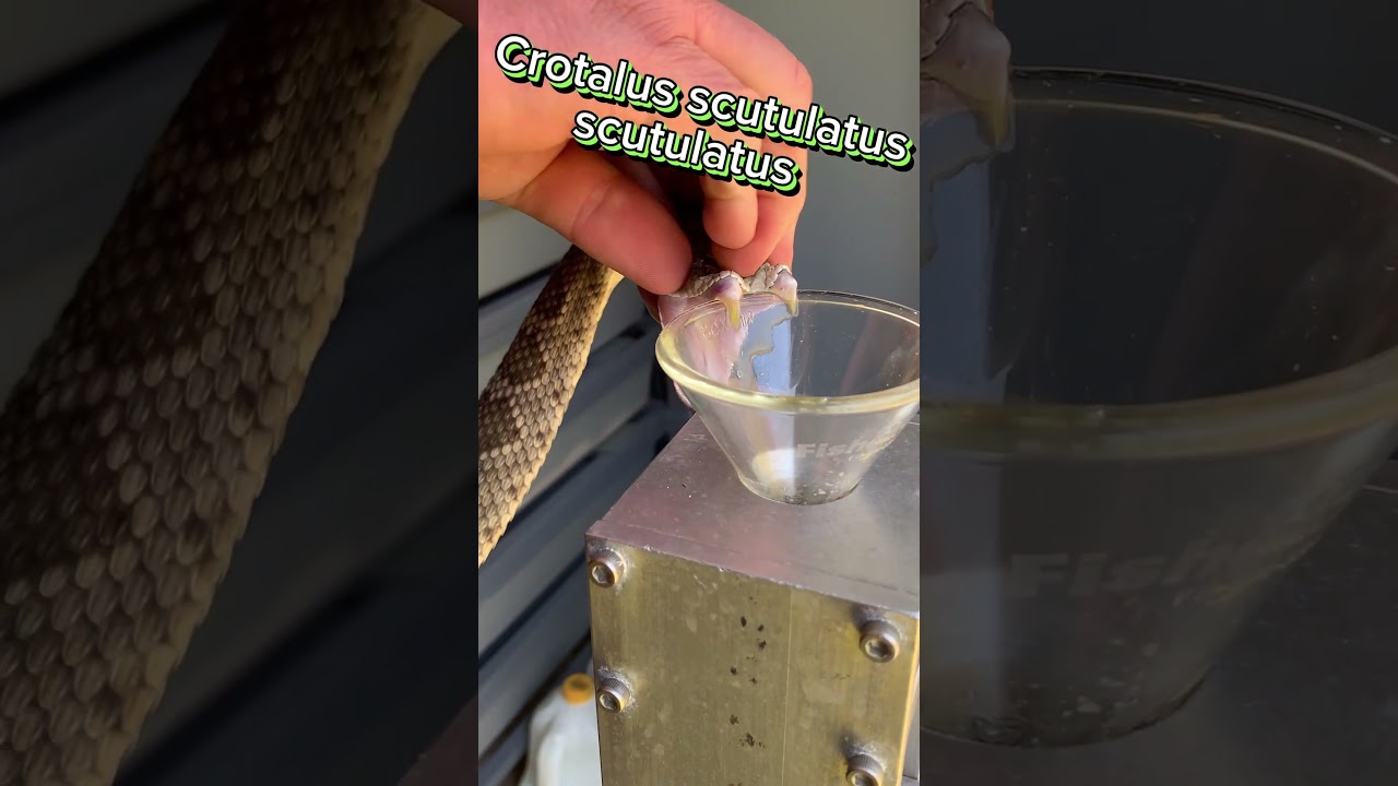 Mojave rattlesnake venom extraction. #venomous #rattlesnake