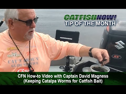 Video Panduan CFN dengan Kapten David Magness—Memelihara Ulat Catalpa untuk Umpan Ikan Lele