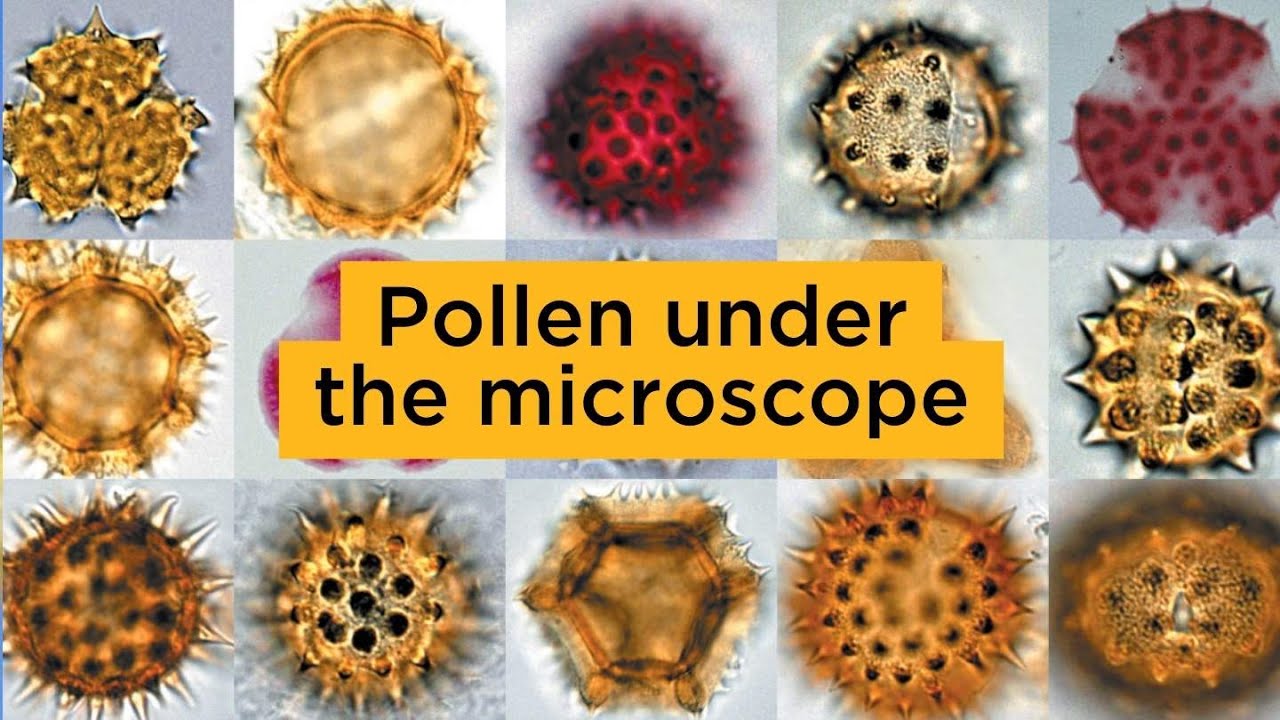 Pollen under the microscope