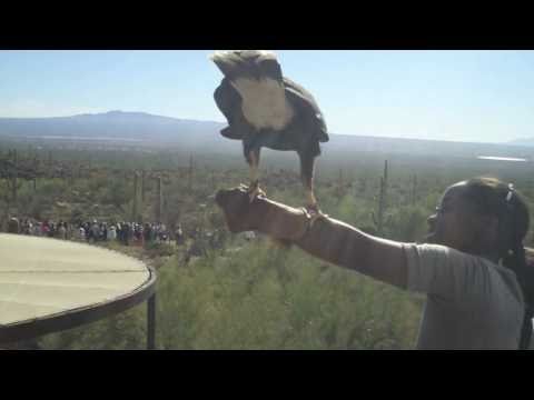 SONORAN DESERT MUSEUM, OR SHOULD I SAY ZOO (11/20/10)
