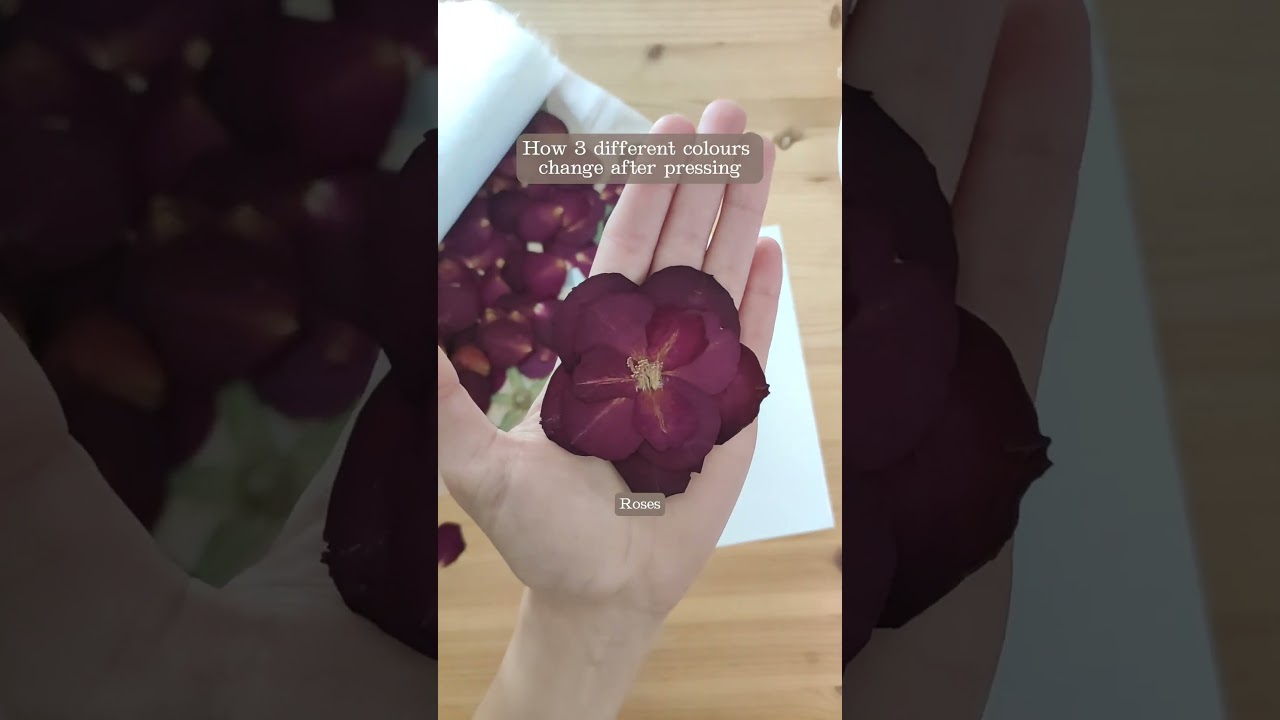 Pressed flowers won't keep their colour, but they're still beautiful #flowerpress #shorts #handmade