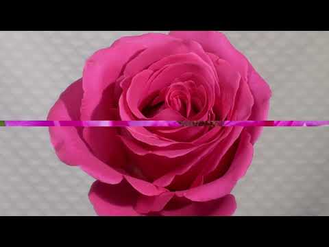 Pink Rose: Symbolism And Care Tips