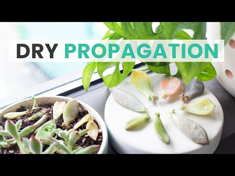 SUCCULENT DRY PROPAGATION | THE EASIEST WAY TO PROPAGATE SUCCULENTS