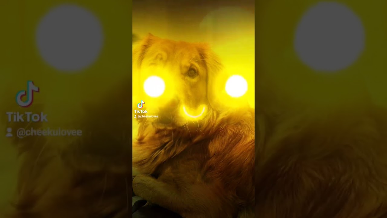 #dog #doglover #goldenretriver #love #beautiful #dogs #capcut #india #canada #desi #happy #capcut