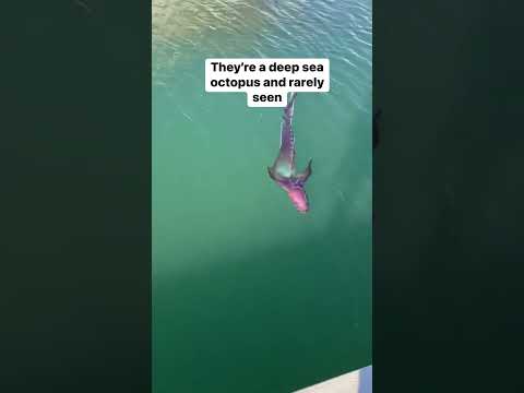 Seeing this octopus is a once in a lifetime experience #octopus #petoctopus #rare
