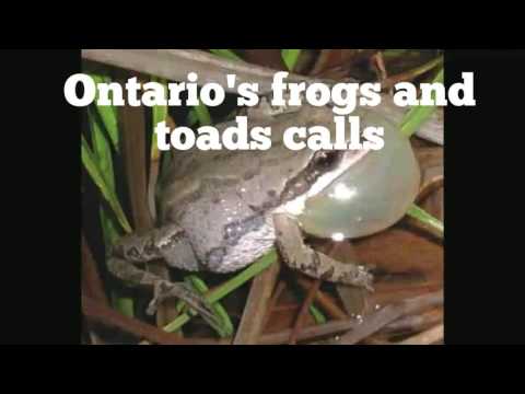 Ontario's frogs and toads calls