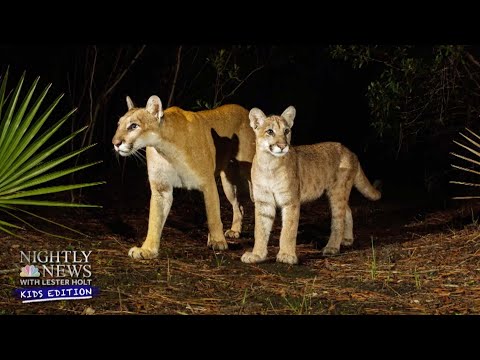The Florida Panther: One Of North America’s Most Endangered Species