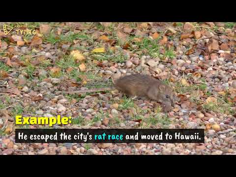 Rat Race - English Idioms and Phrases