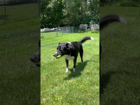 Video of adoptable pet named Leo