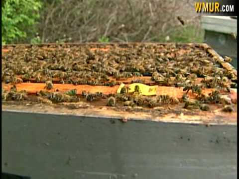 Bees Work At Wilson's Farm In Litchfield