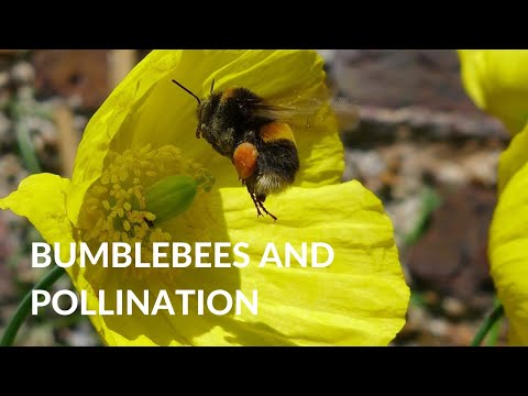POLLINATION » What is it and why is it important?