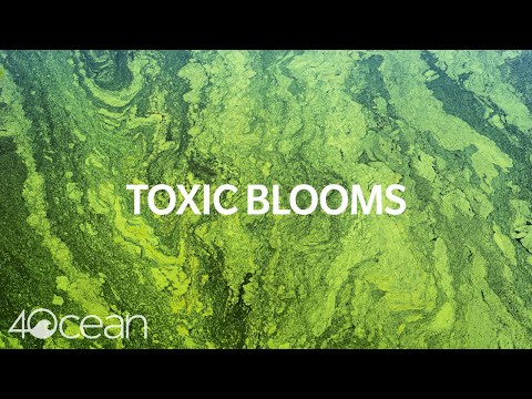Toxic Algae Blooms