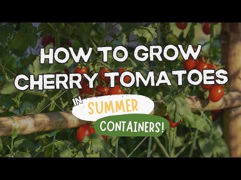 How to Grow Cherry Tomatoes in Summer Containers!