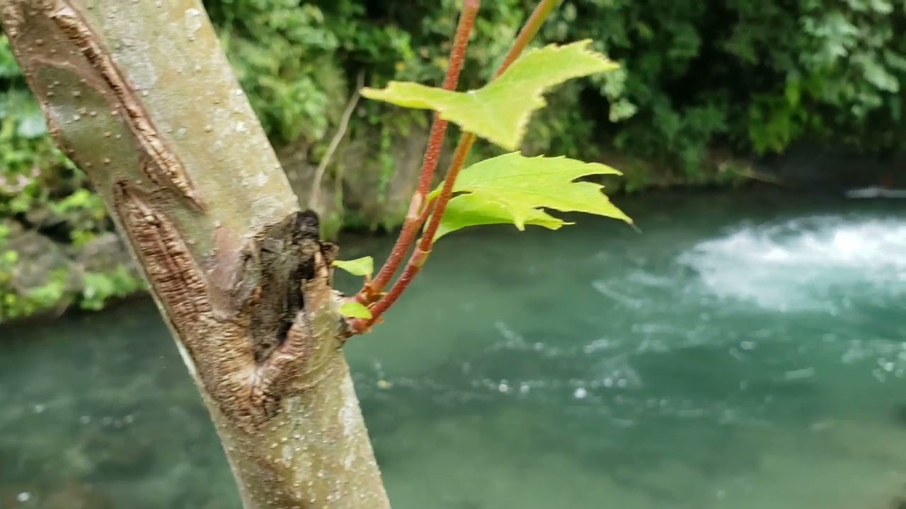 Escalona, Tatatila, Veracruz.